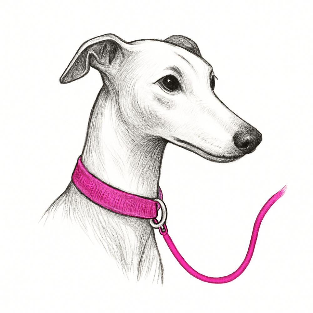 "Obojky pre psov na mieru: Kožené, Látkové s Menom - Všetko pre ...